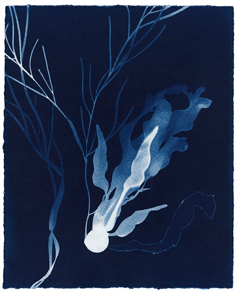 AI + Cyanotype experimental printing workshop | Session 2 | Geelong Gallery